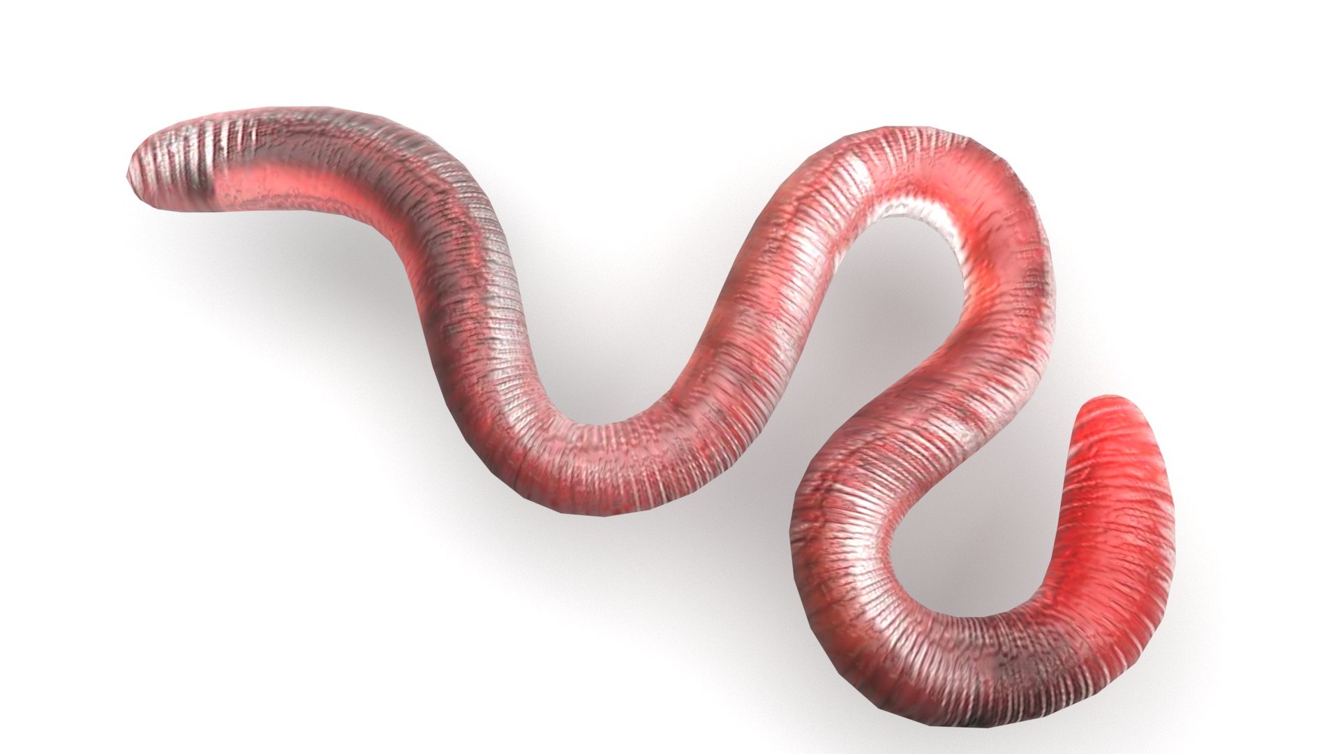 3D Model Earthworm - TurboSquid 2280337