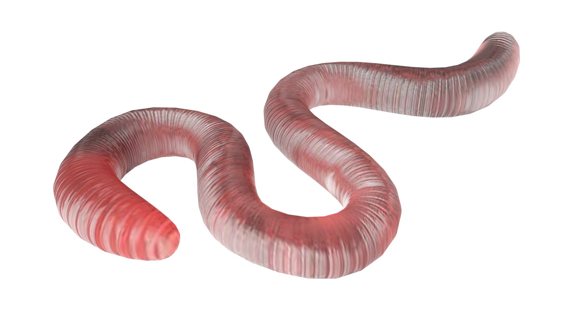3D Model Earthworm - TurboSquid 2280337