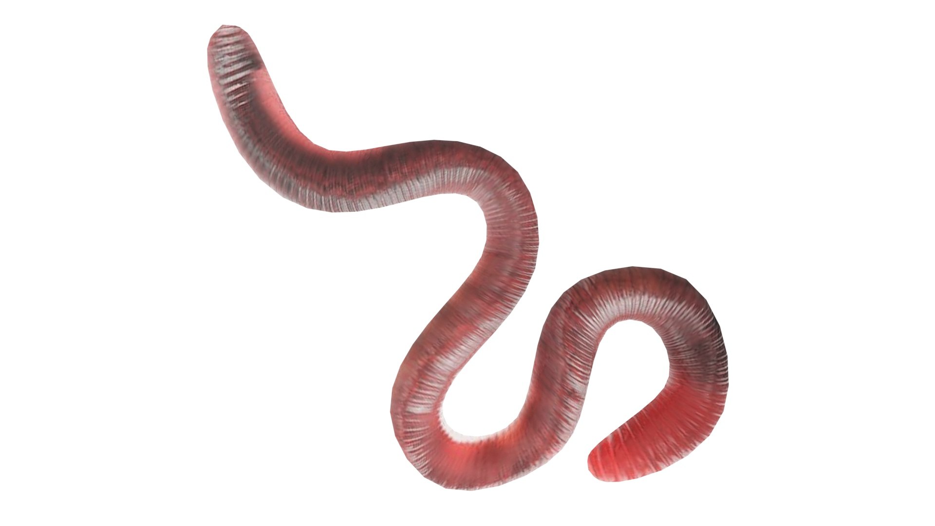 3D Model Earthworm - TurboSquid 2280337