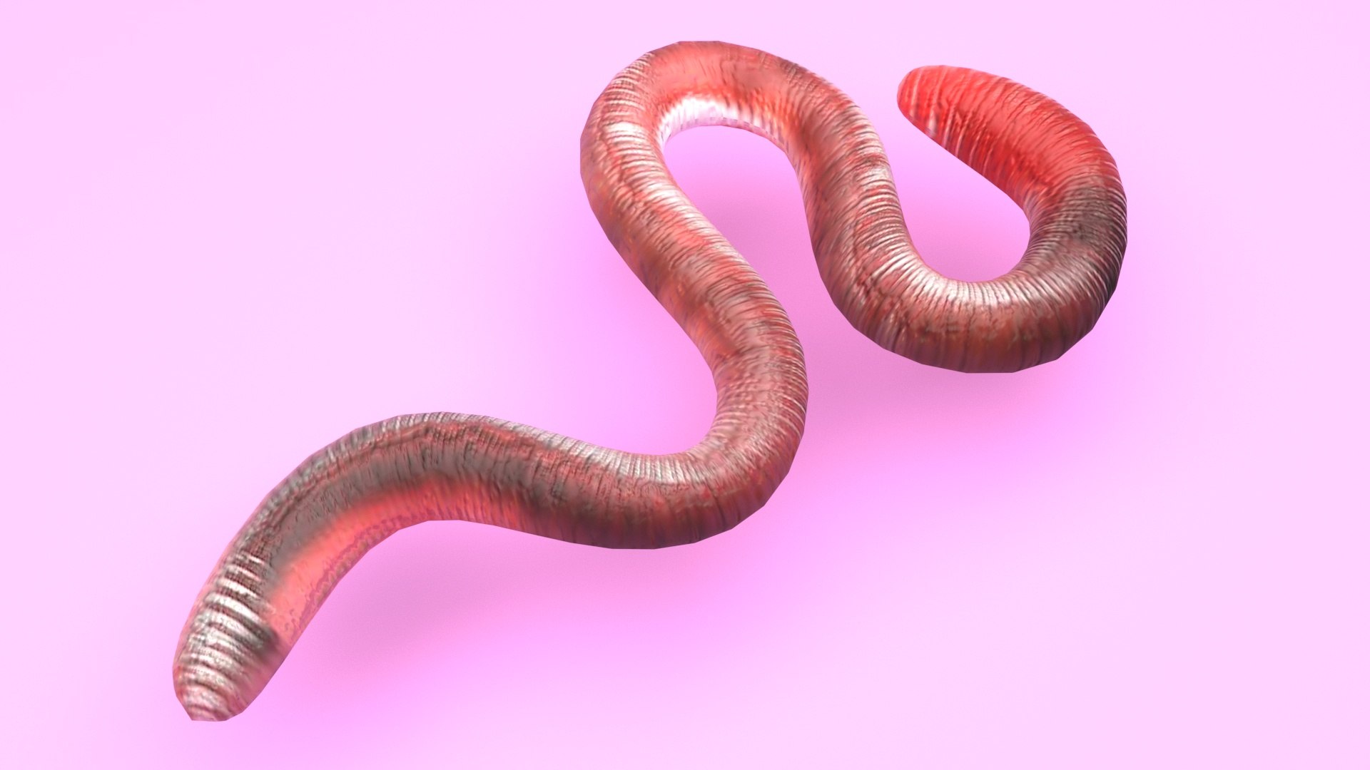 3D Model Earthworm - TurboSquid 2280337