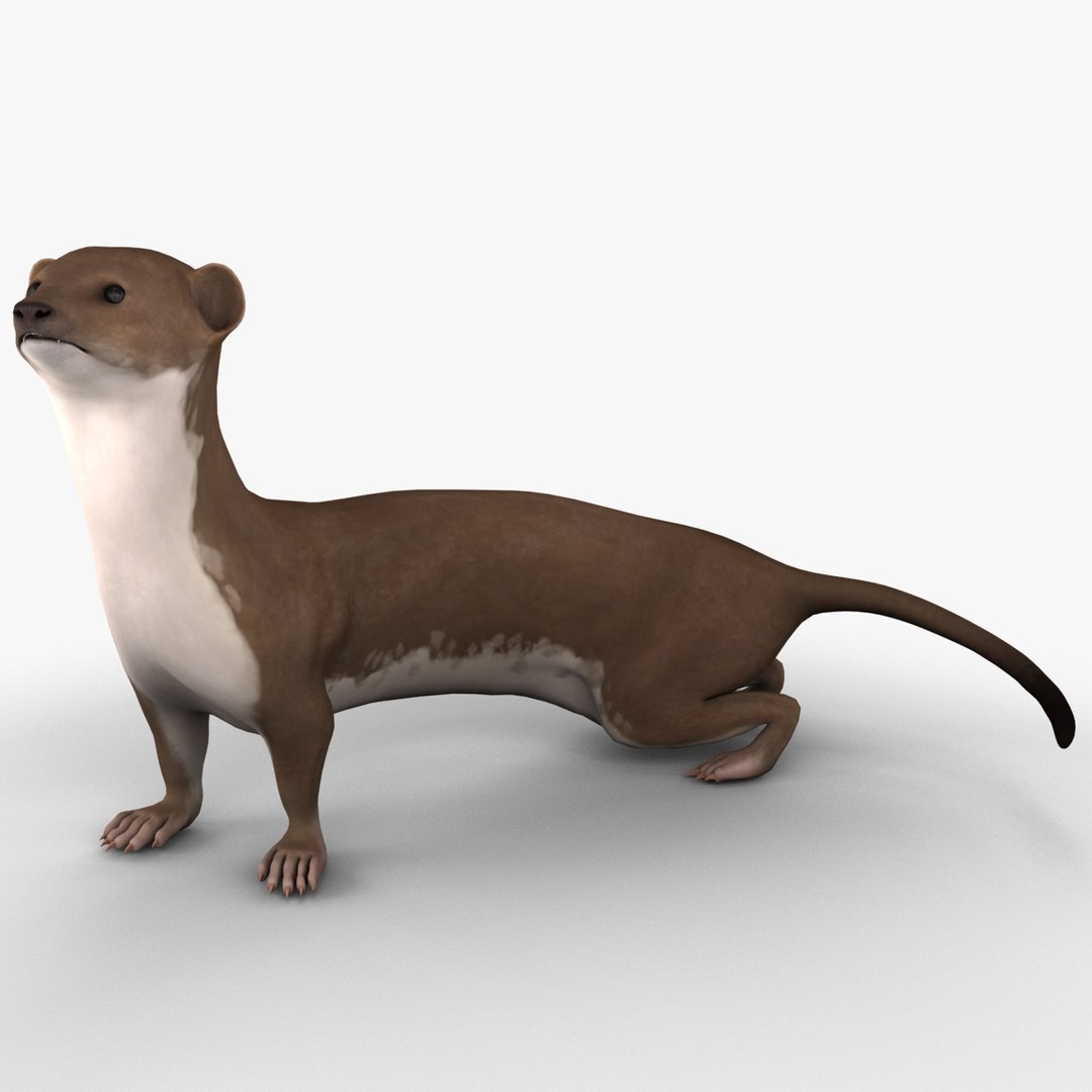 3d Model Weasel Rigged