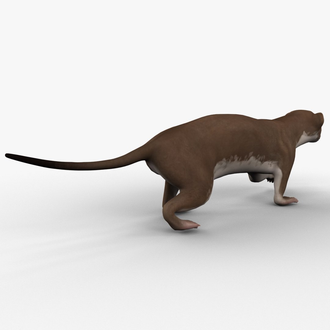 3d Model Weasel Rigged
