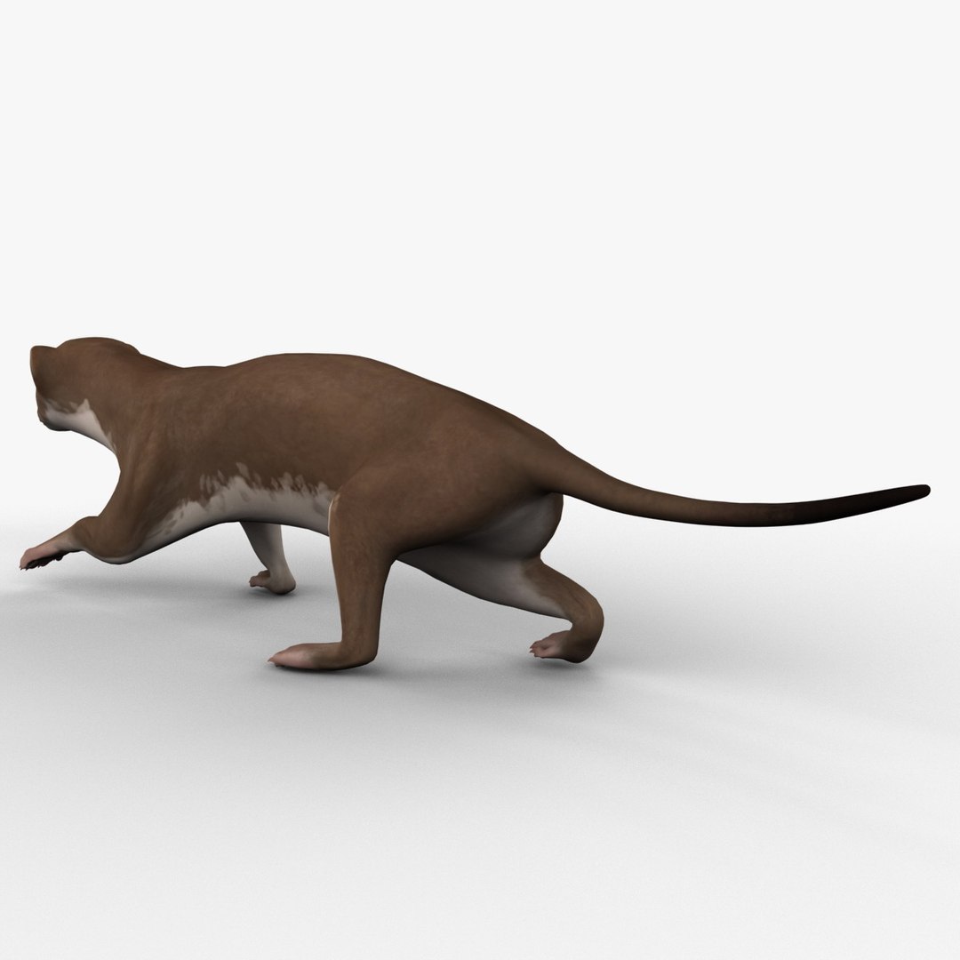 3d Model Weasel Rigged