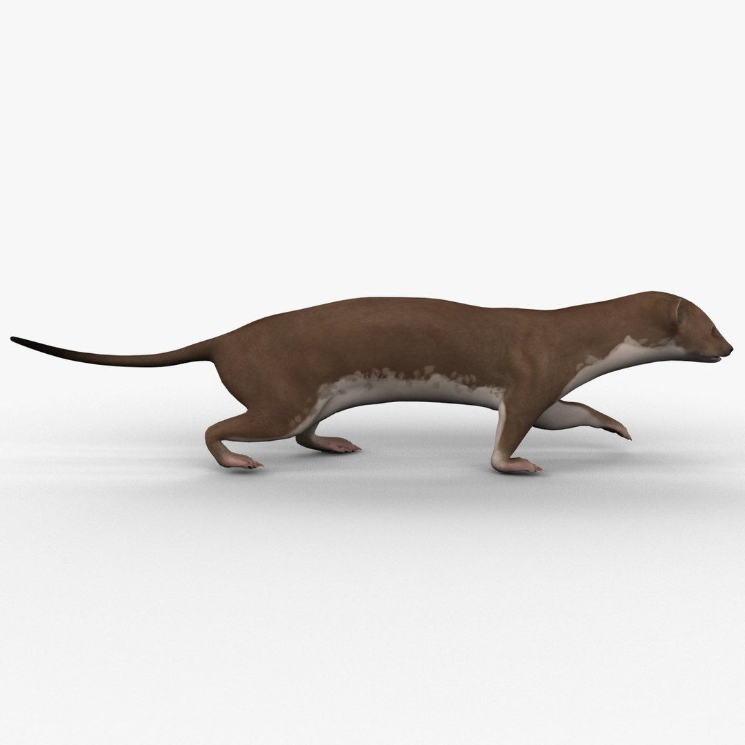 3d Model Weasel Rigged