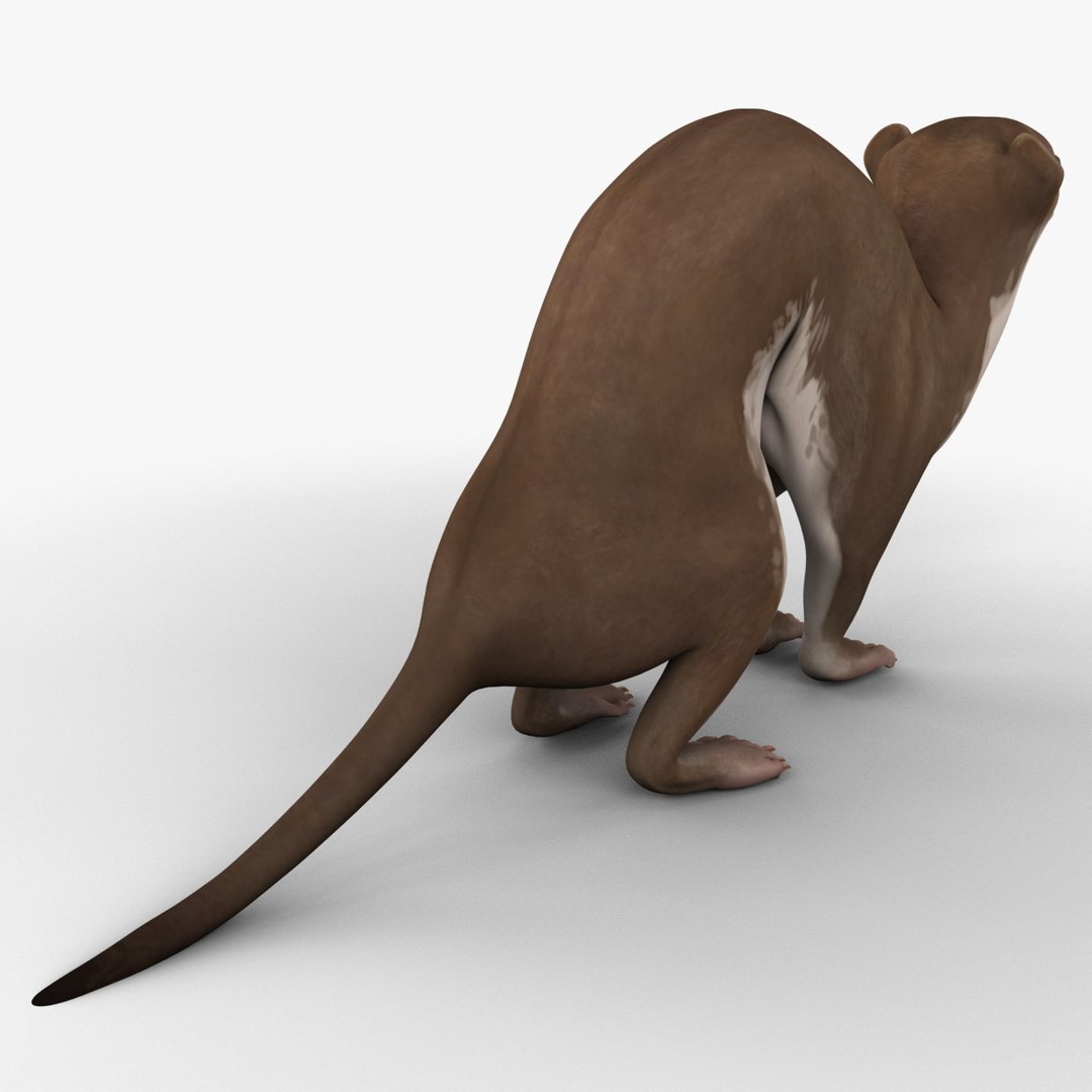 3d Model Weasel Rigged