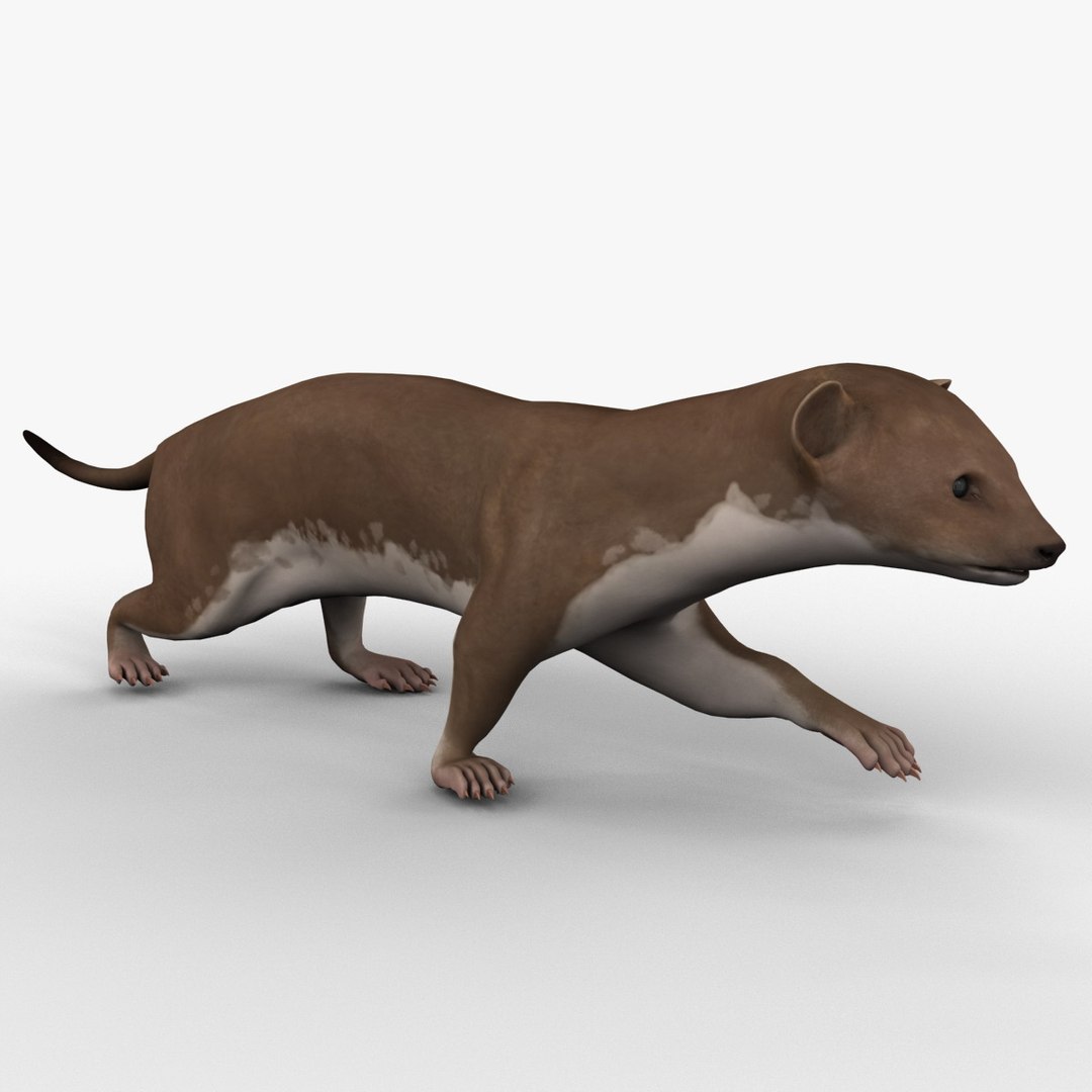 3d Model Weasel Rigged