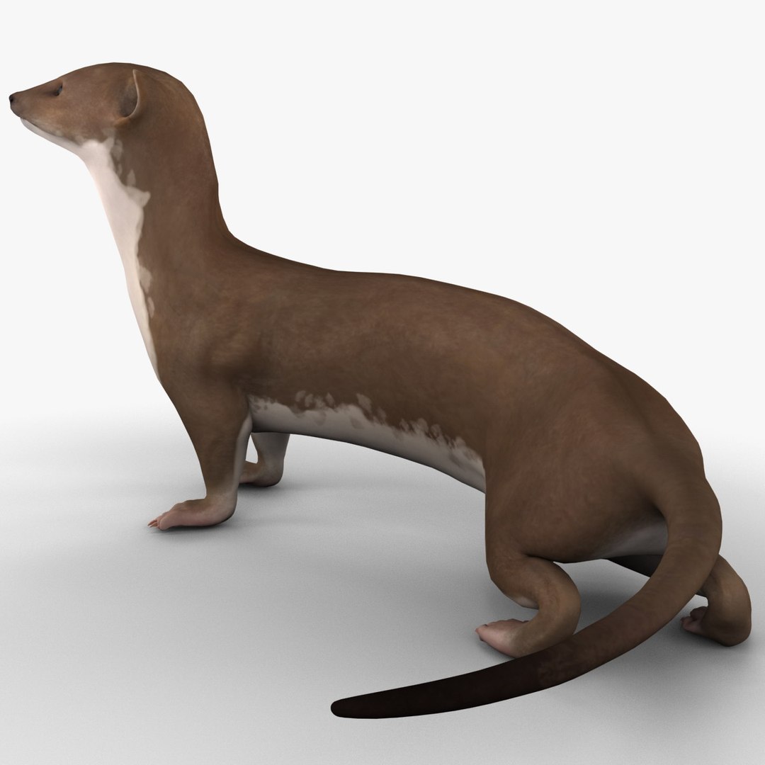 3d Model Weasel Rigged