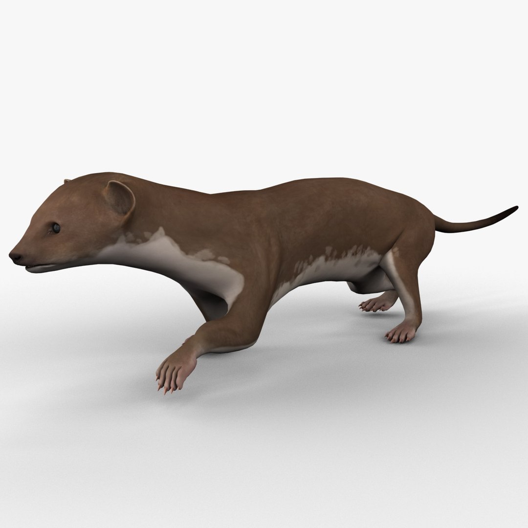 3d Model Weasel Rigged