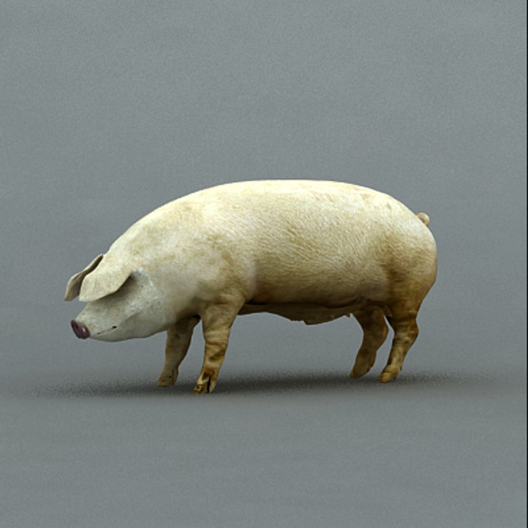 3d pig model
