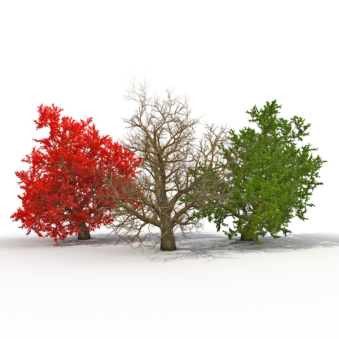 3d old red maple tree