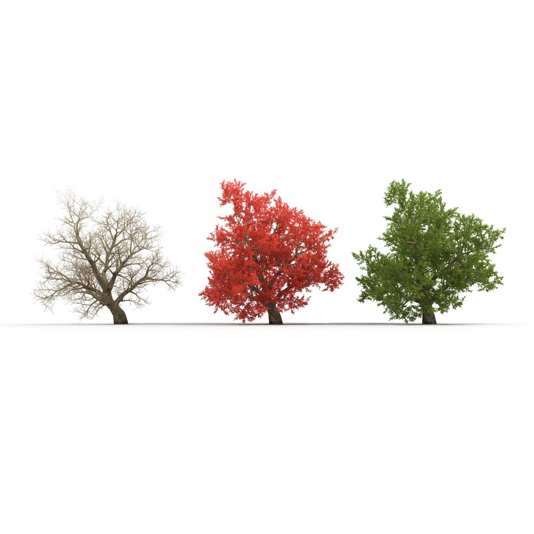 3d old red maple tree