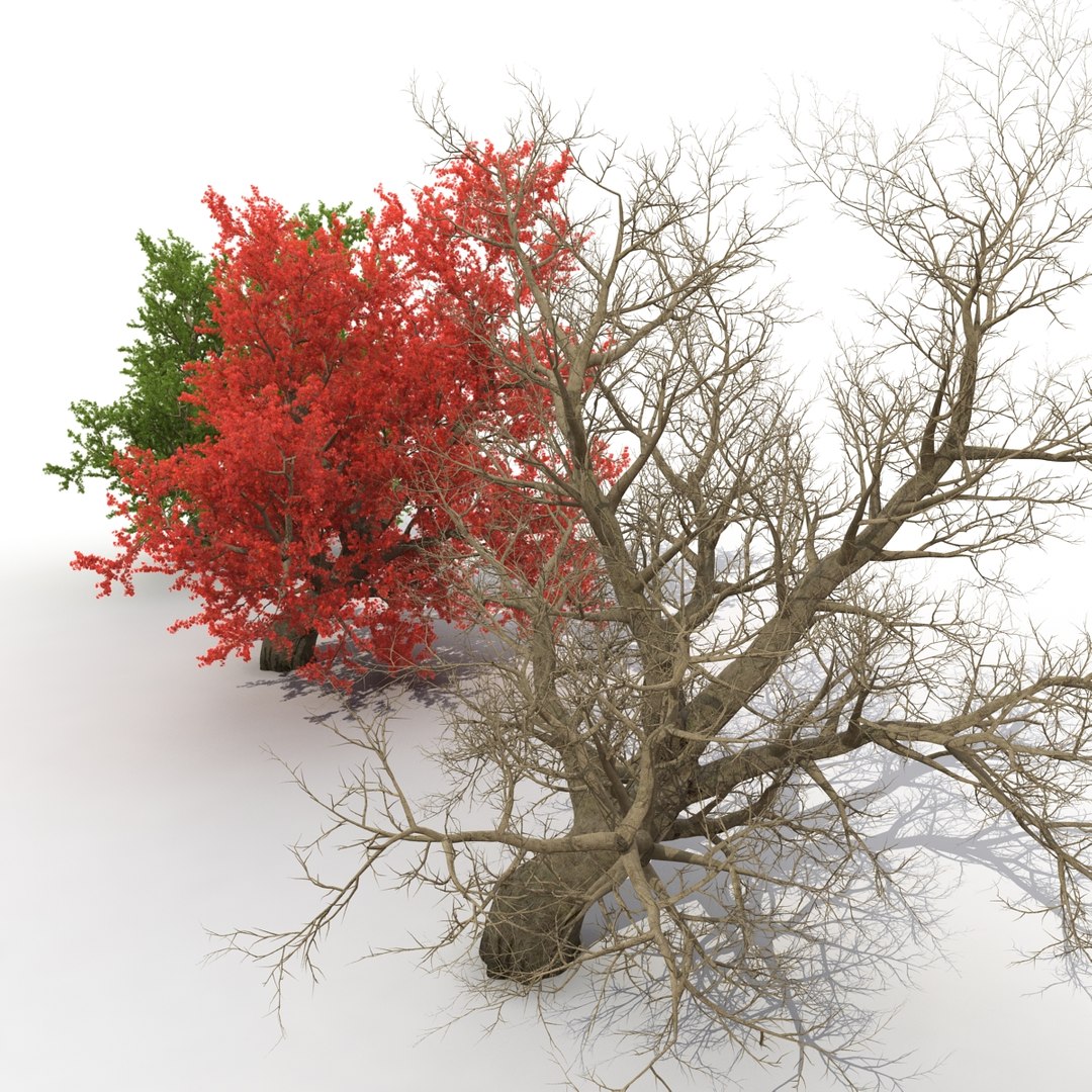 3d old red maple tree