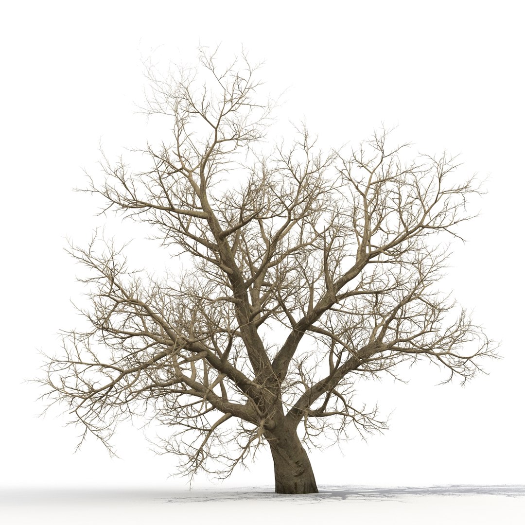 3d old red maple tree