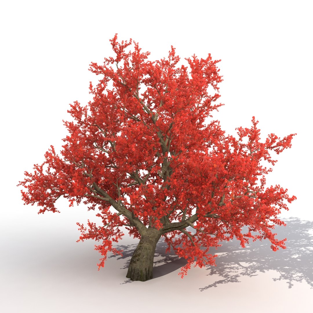 3d old red maple tree