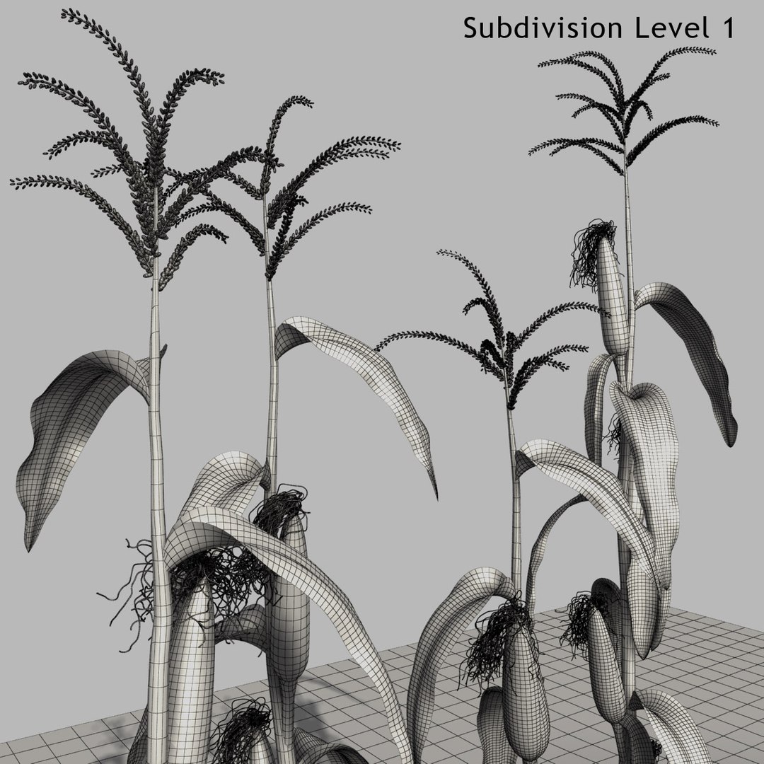 Corn 3d Model