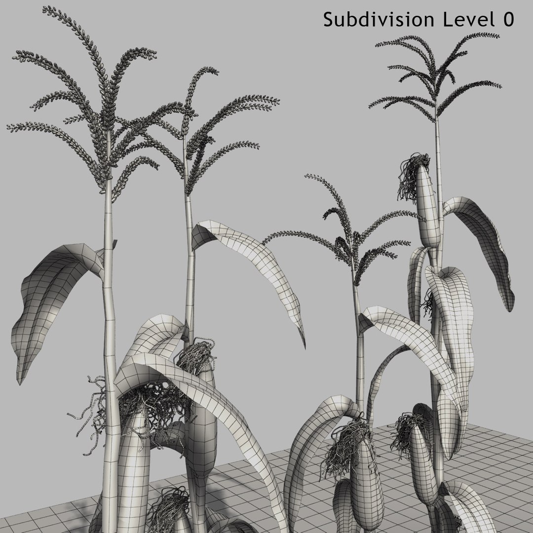 Corn 3d Model