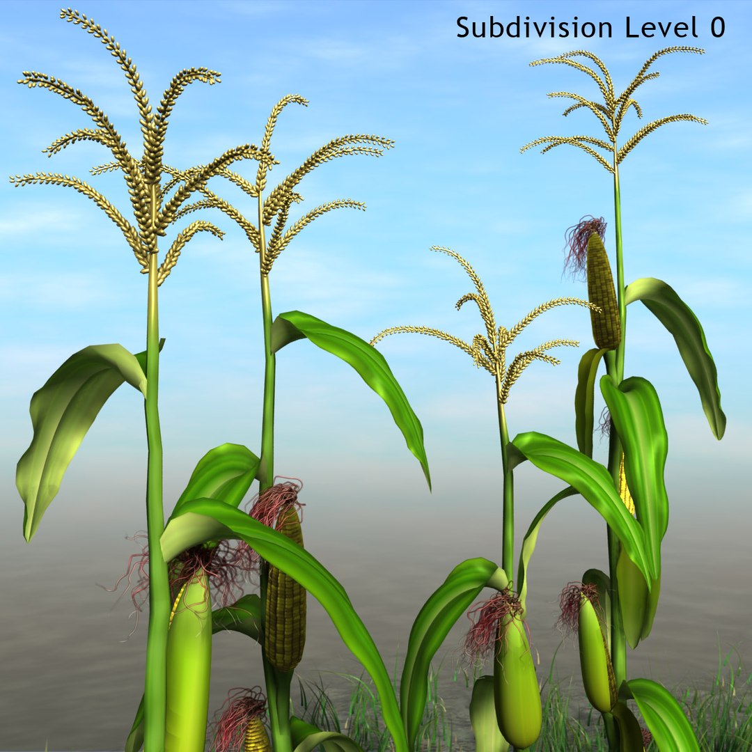 Corn 3d Model
