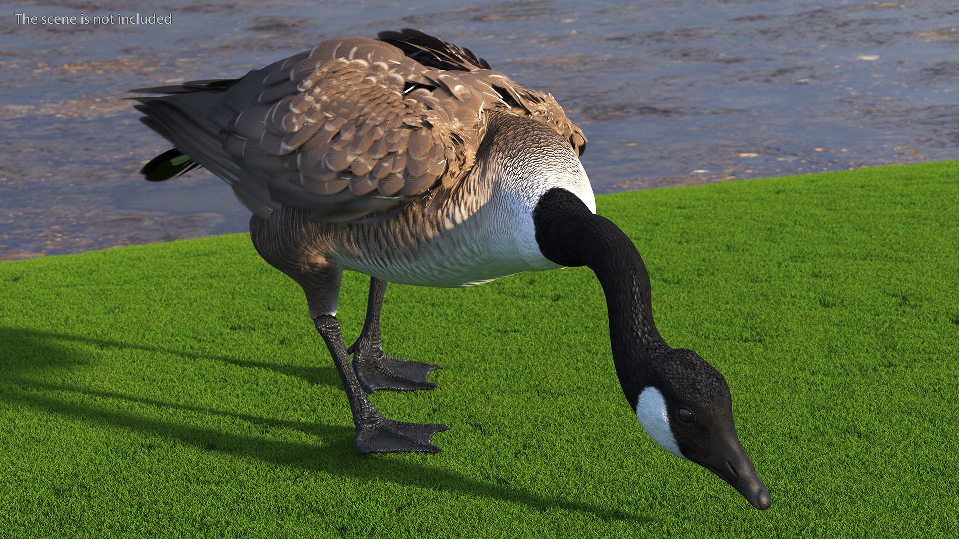 3D Large Wild Goose Walking Pose - TurboSquid 2112229