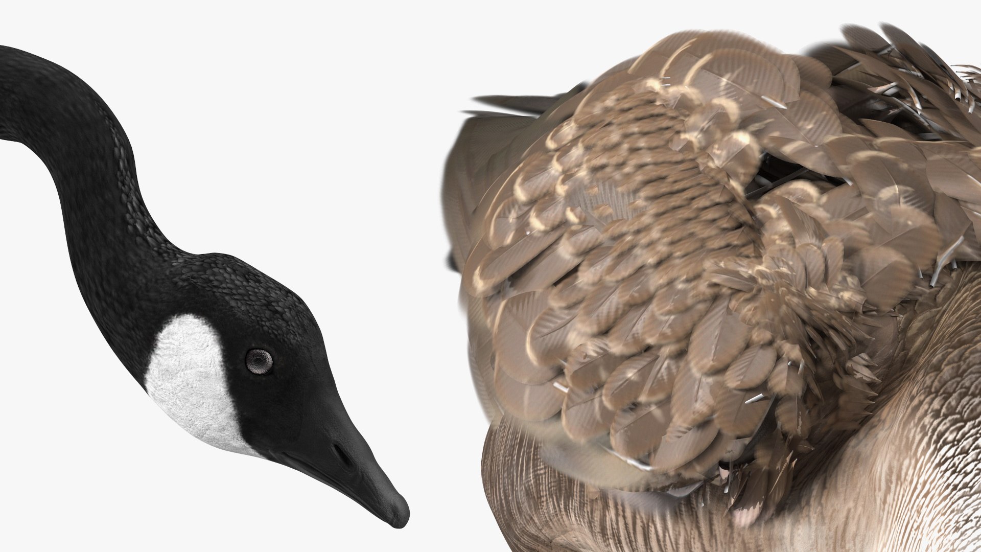 3D Large Wild Goose Walking Pose - TurboSquid 2112229