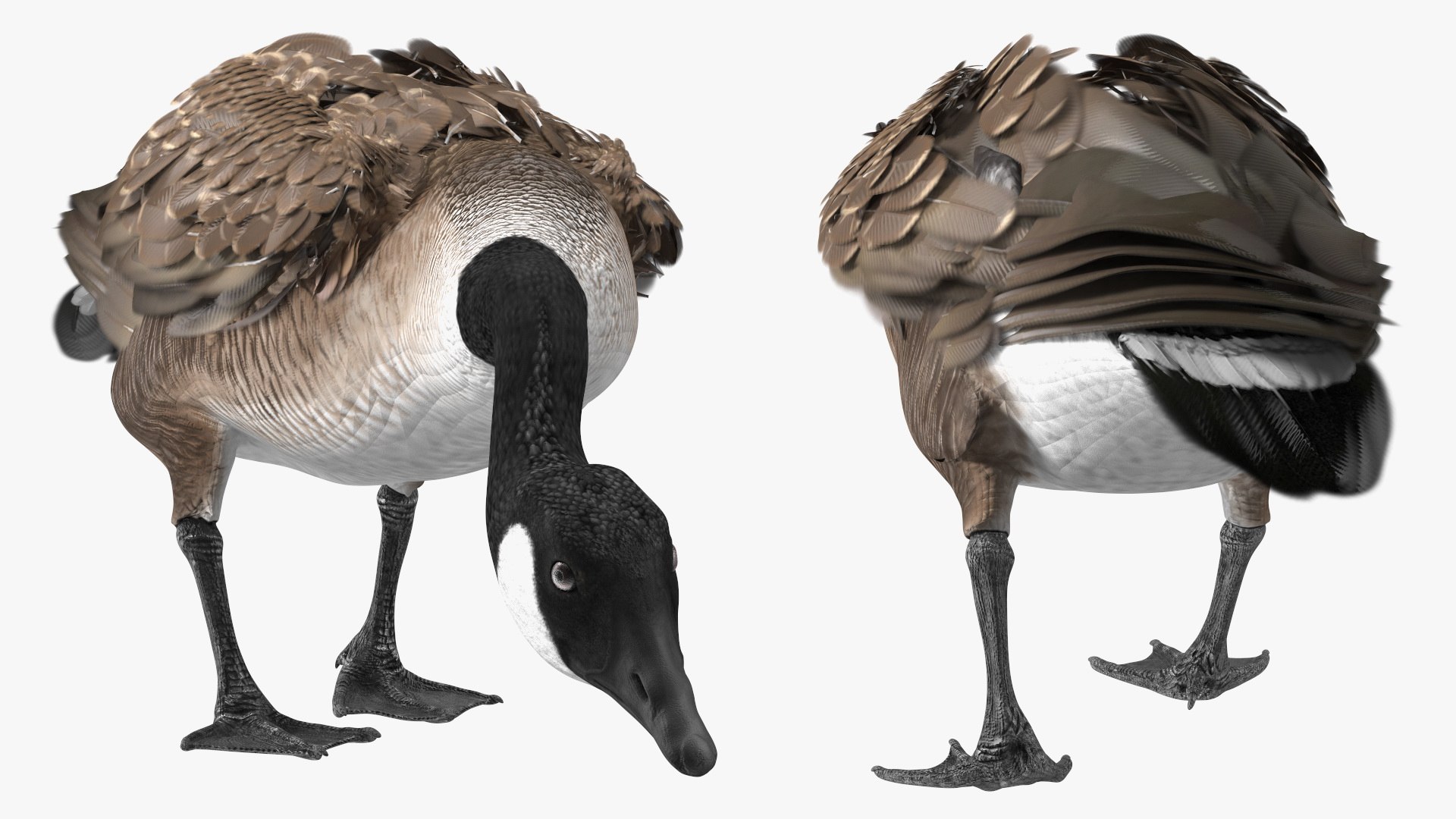 3D Large Wild Goose Walking Pose - TurboSquid 2112229