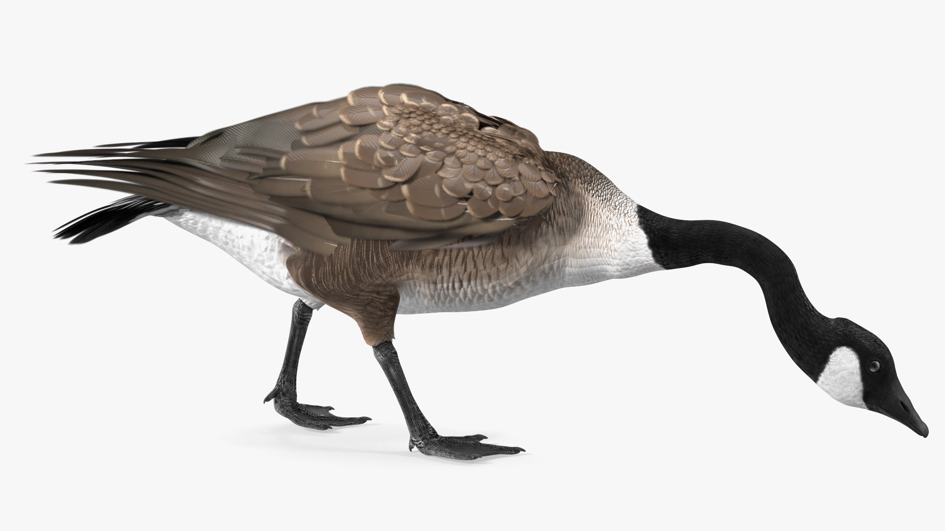 3D Large Wild Goose Walking Pose - TurboSquid 2112229