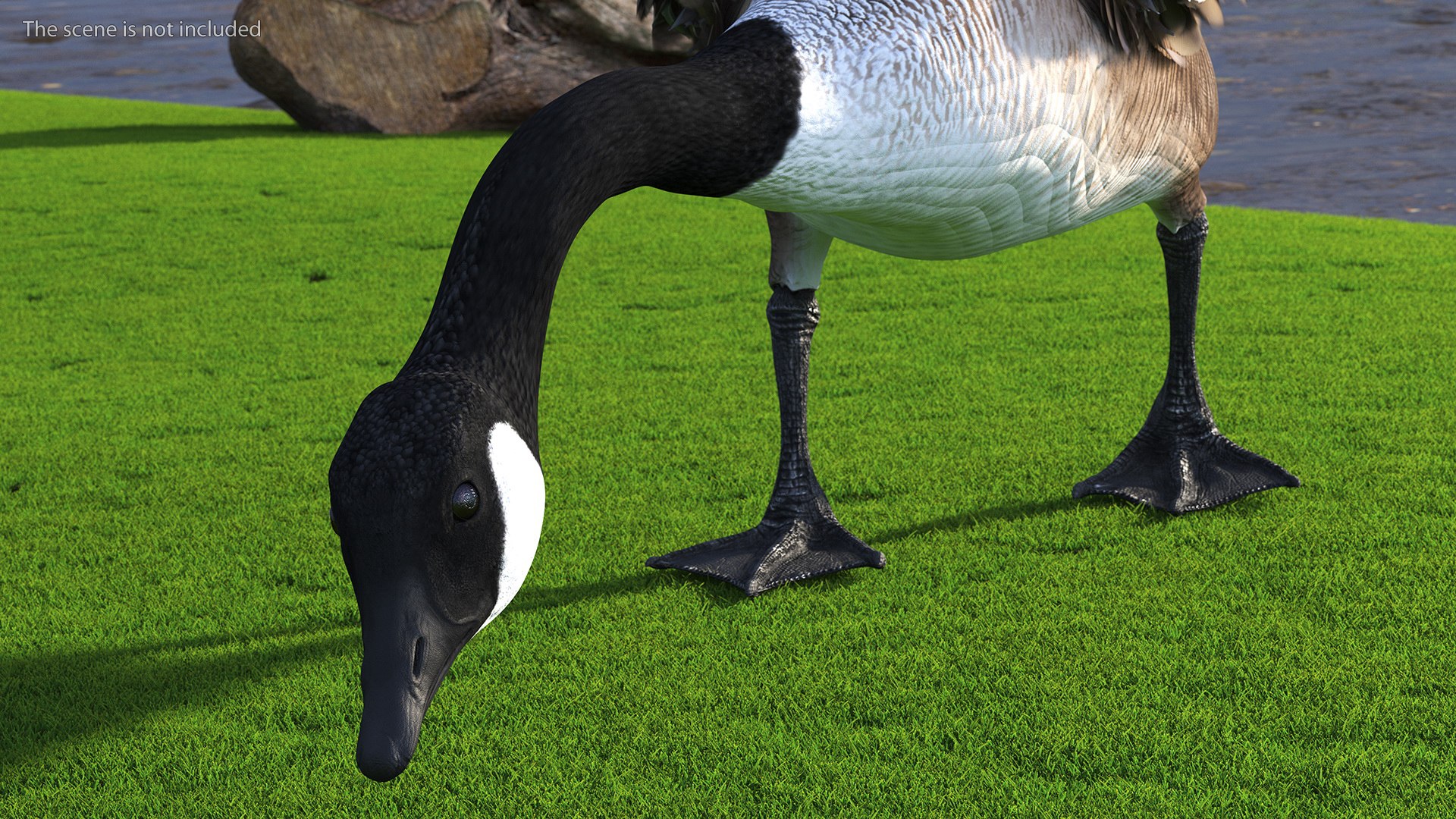 3D Large Wild Goose Walking Pose - TurboSquid 2112229