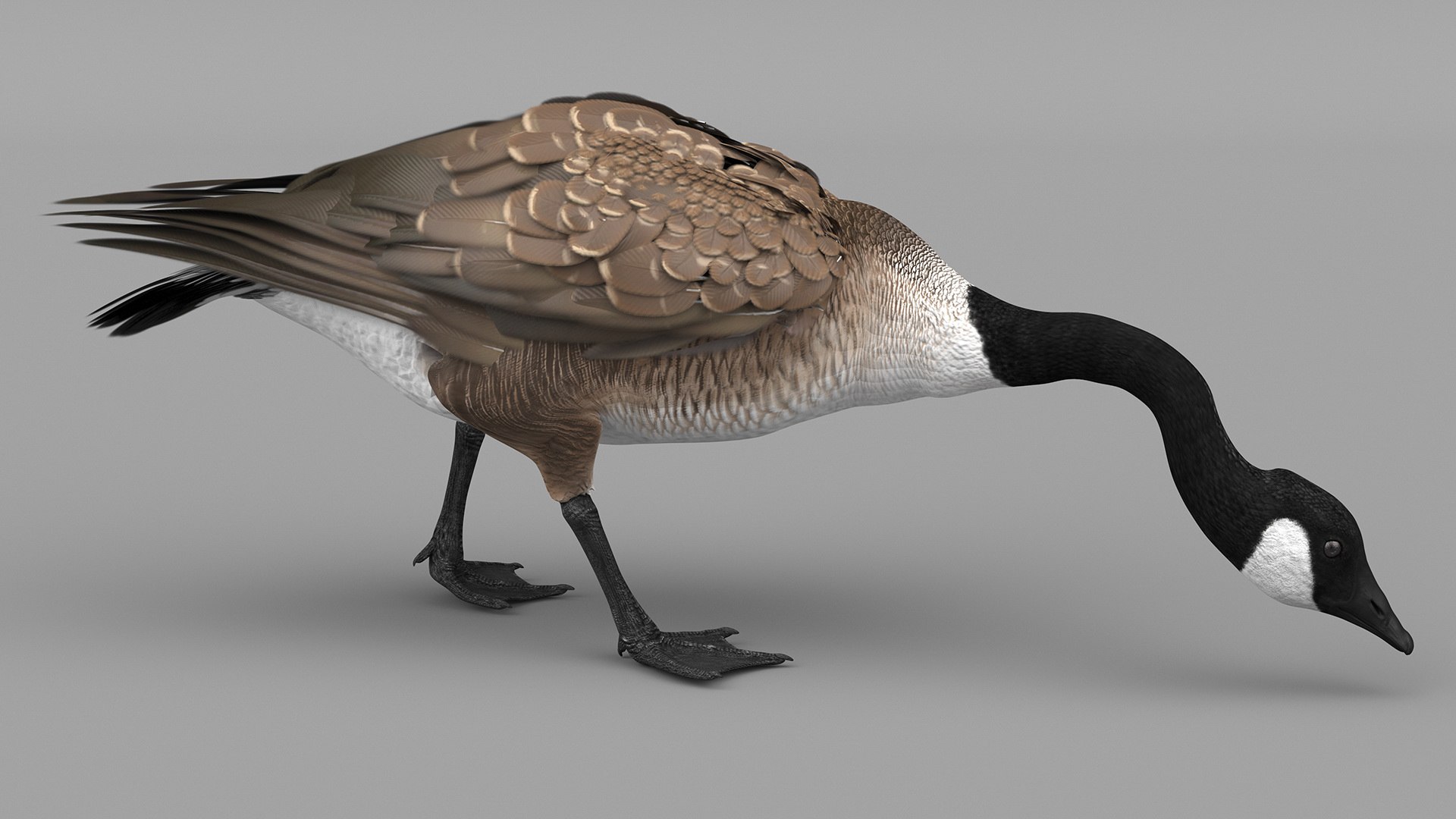 3D Large Wild Goose Walking Pose - TurboSquid 2112229