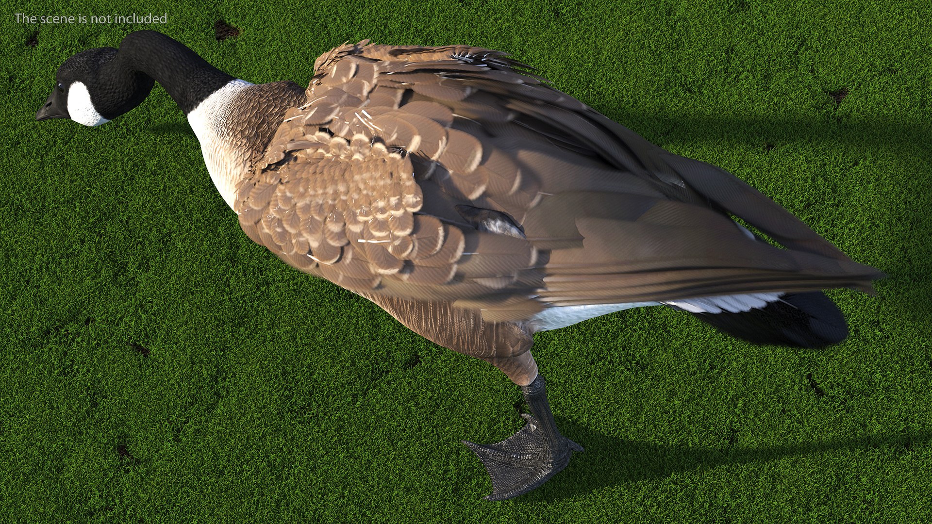 3D Large Wild Goose Walking Pose - TurboSquid 2112229