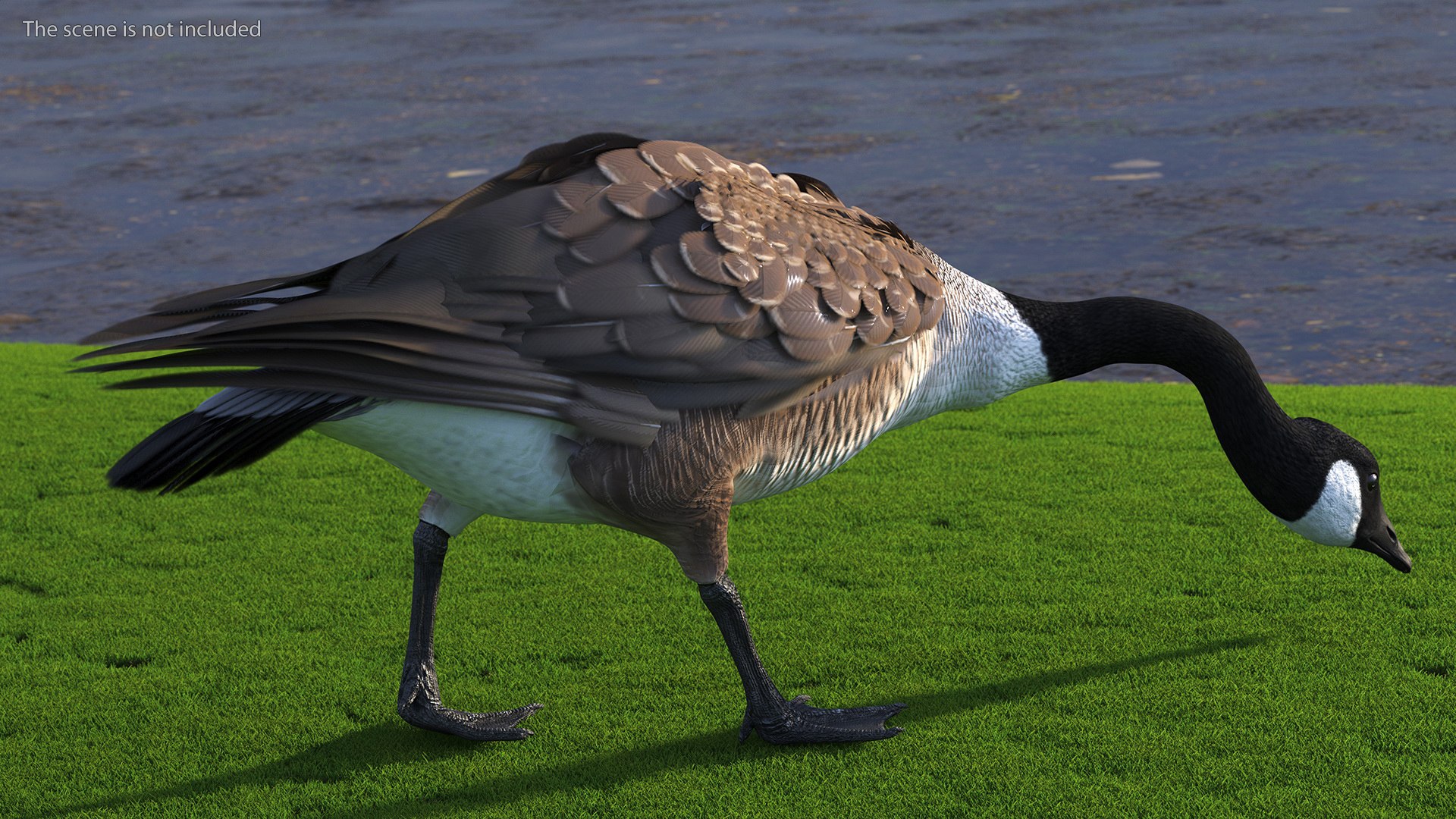 3D Large Wild Goose Walking Pose - TurboSquid 2112229
