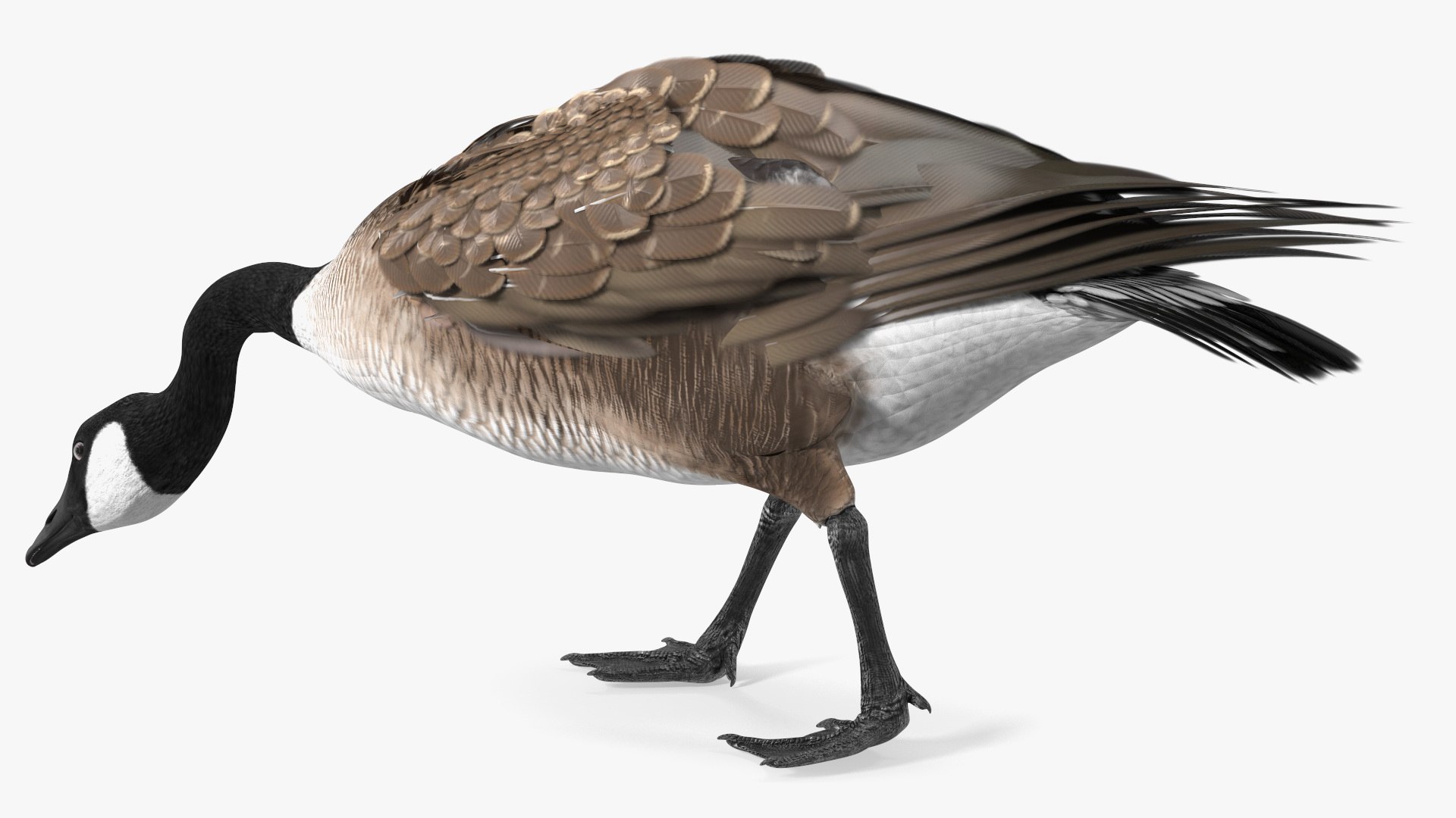 3D Large Wild Goose Walking Pose - TurboSquid 2112229
