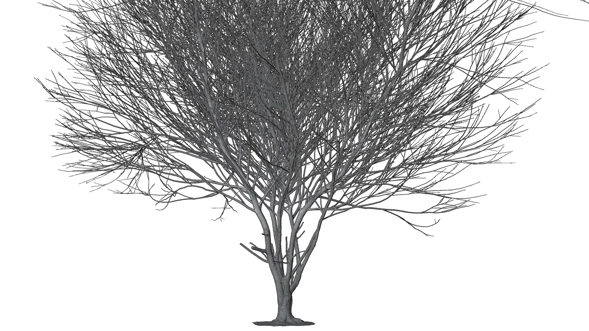 3D Model Trees - TurboSquid 2213400