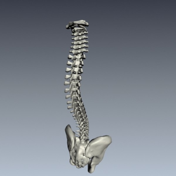 spine human anatomy 3d model