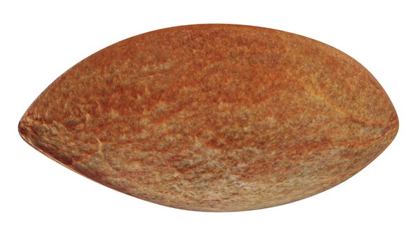 Apricot stone 3D model - TurboSquid 1951257