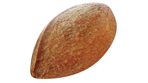 Apricot stone 3D model - TurboSquid 1951257