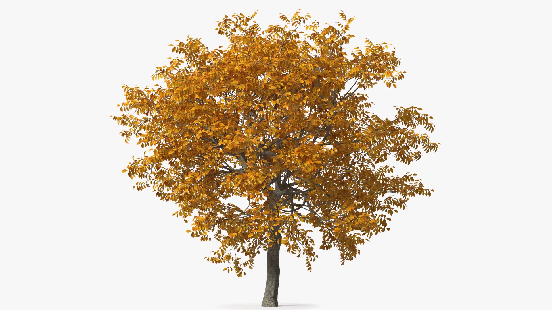 3D Model Autumn Yellow Trees Collection - TurboSquid 1807060