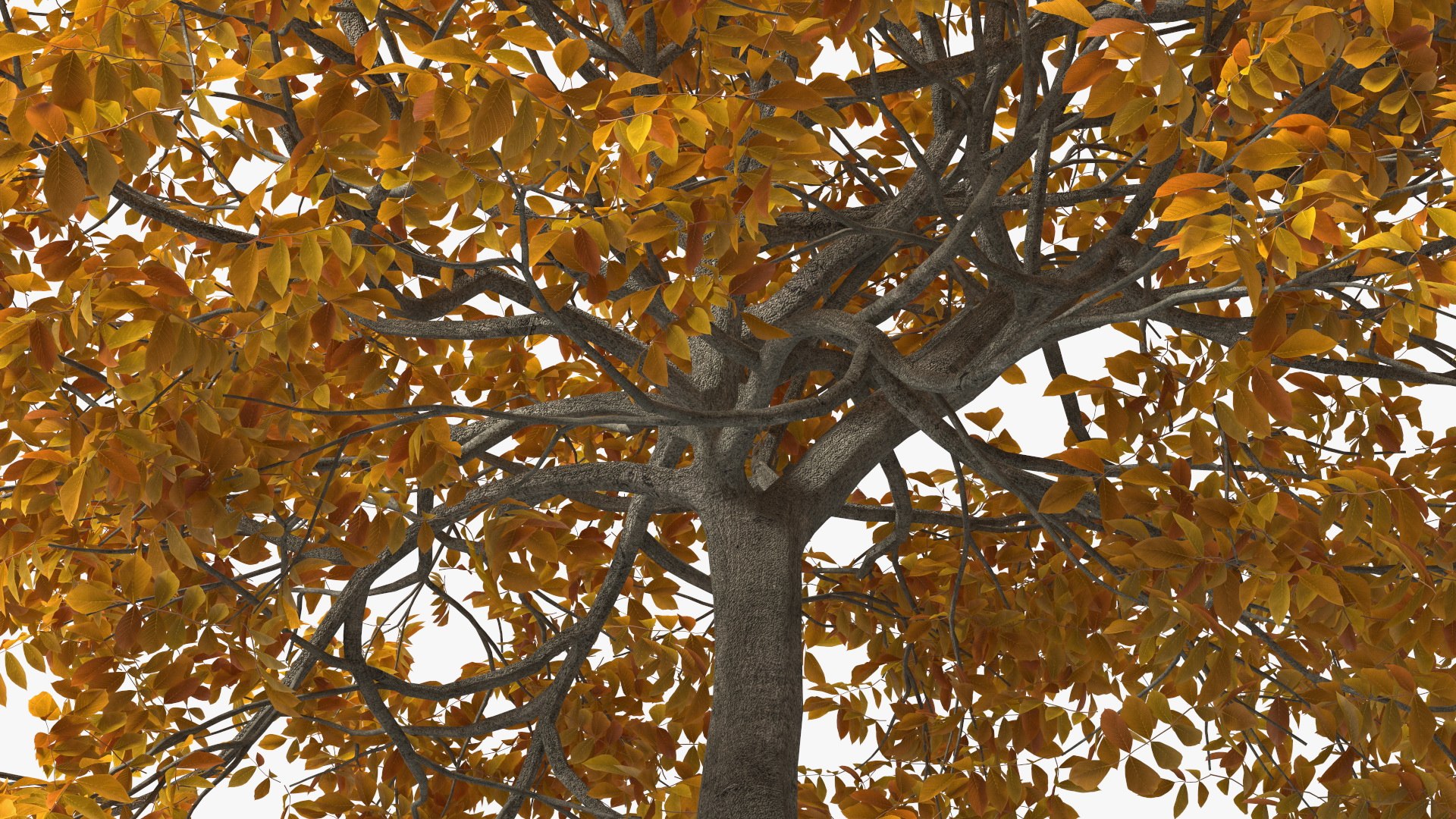 3D model Autumn Yellow Trees Collection - TurboSquid 1807060