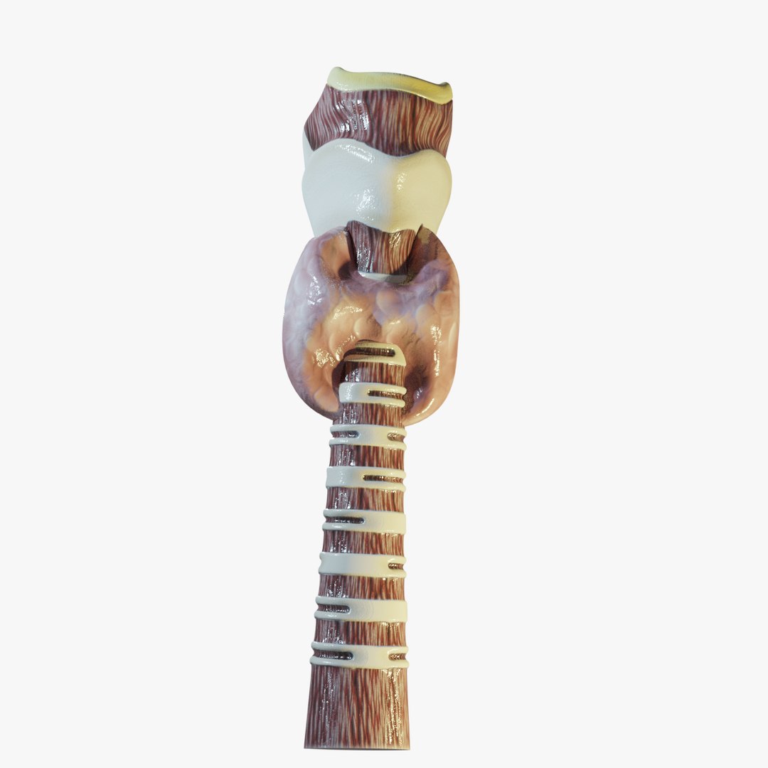 Anatomy Human Throat 3D Model - TurboSquid 1527746