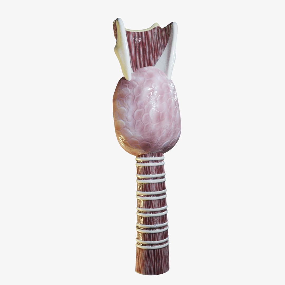 Anatomy Human Throat 3D Model - TurboSquid 1527746