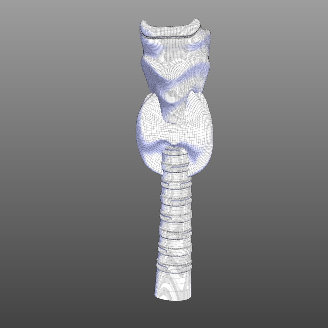 Anatomy Human Throat 3D Model - TurboSquid 1527746