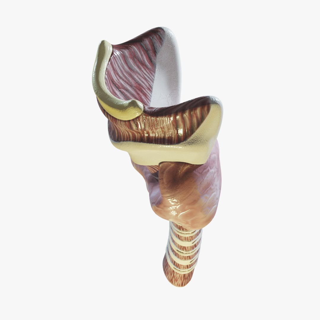 Anatomy Human Throat 3D Model - TurboSquid 1527746