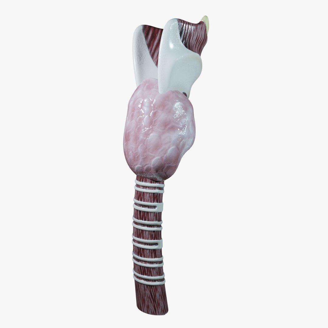 Anatomy Human Throat 3D Model - TurboSquid 1527746