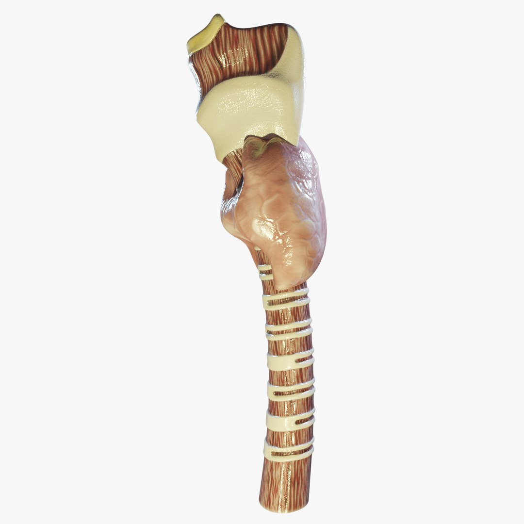 Anatomy Human Throat 3D Model - TurboSquid 1527746