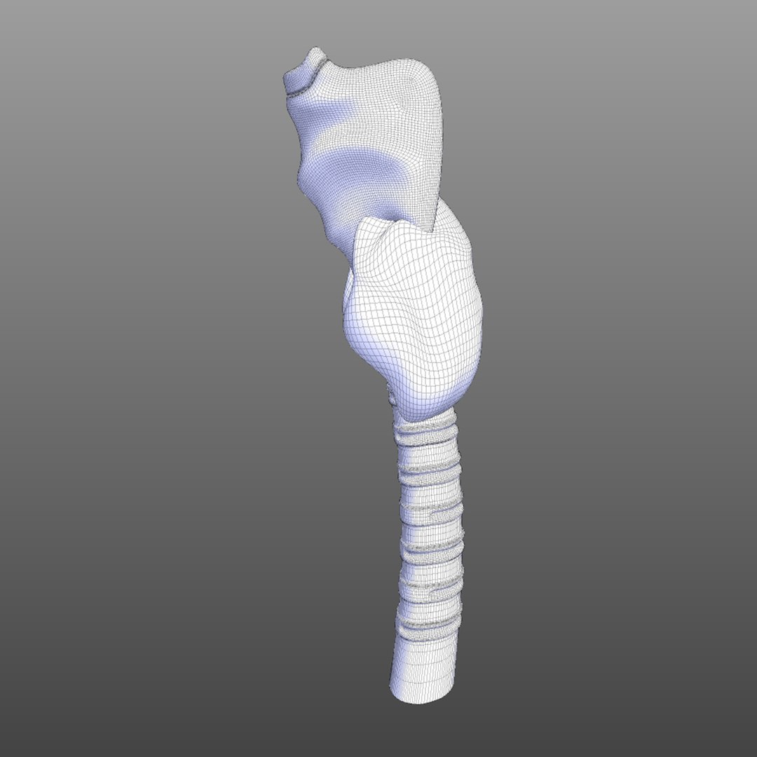 Anatomy Human Throat 3D Model - TurboSquid 1527746