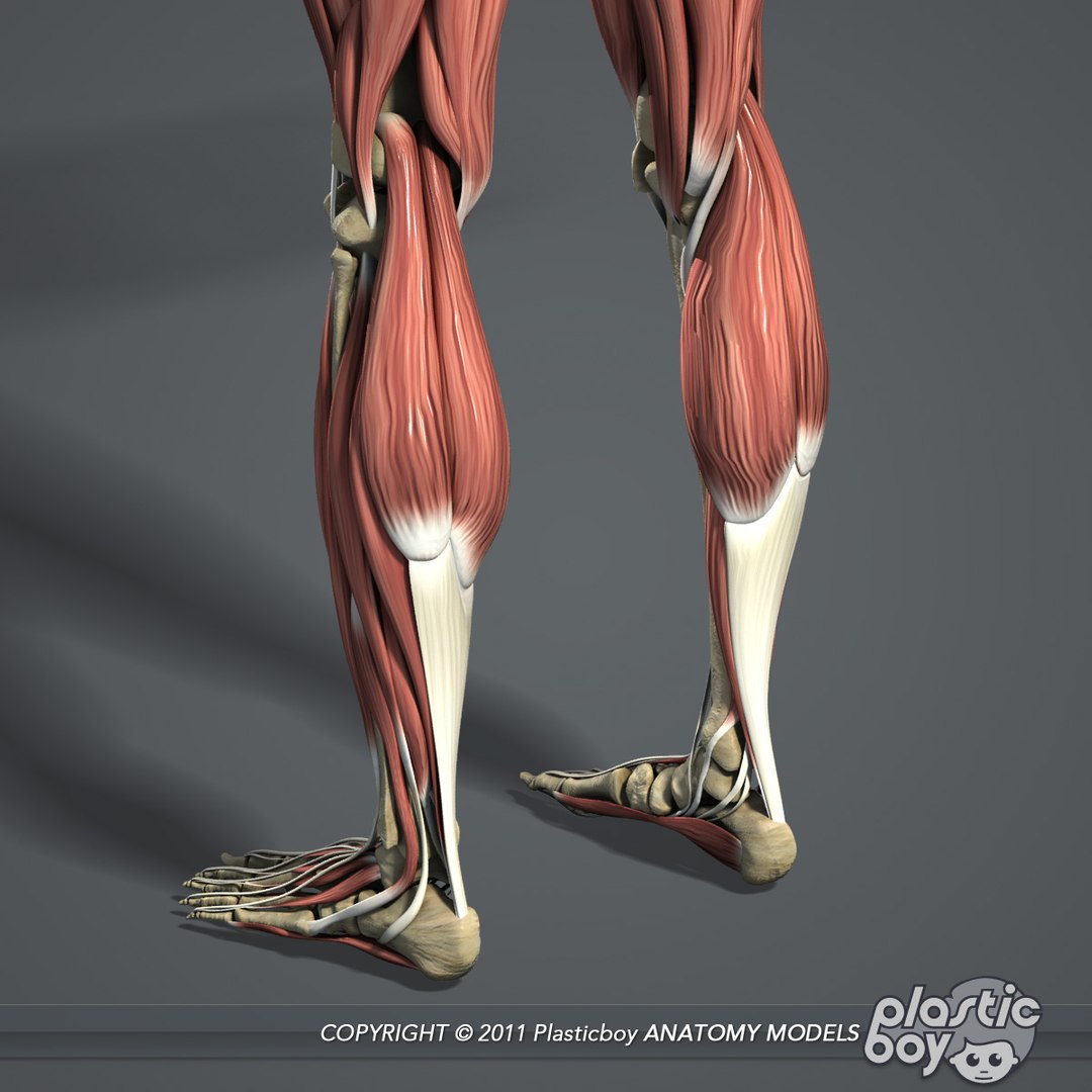 3d model of male body muscular skeletal