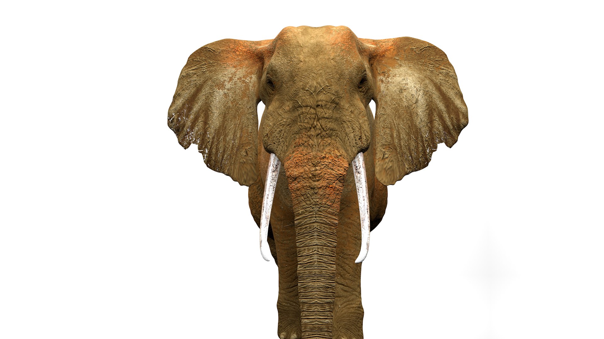 African Elephant RIGGED L2253 3D Model - TurboSquid 2318068