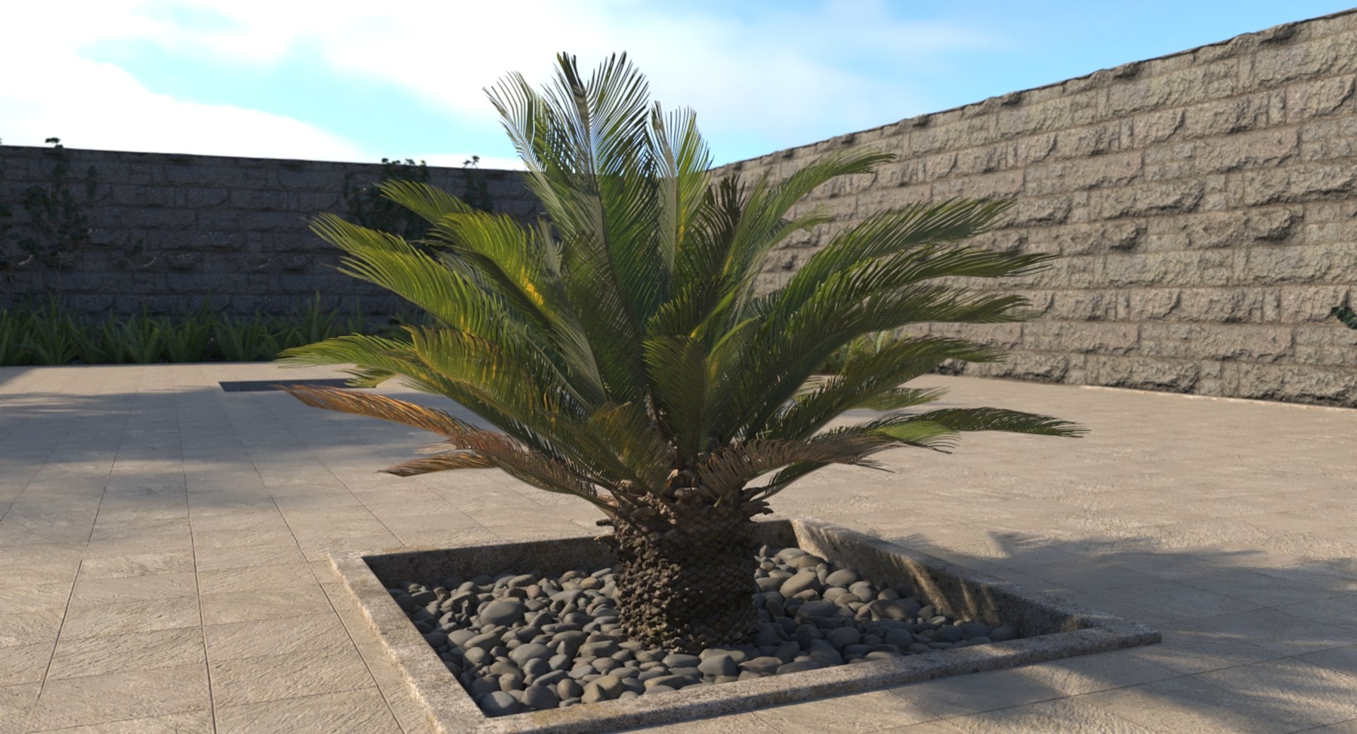 3D Model Scan Cycad Broodboom - TurboSquid 1387098