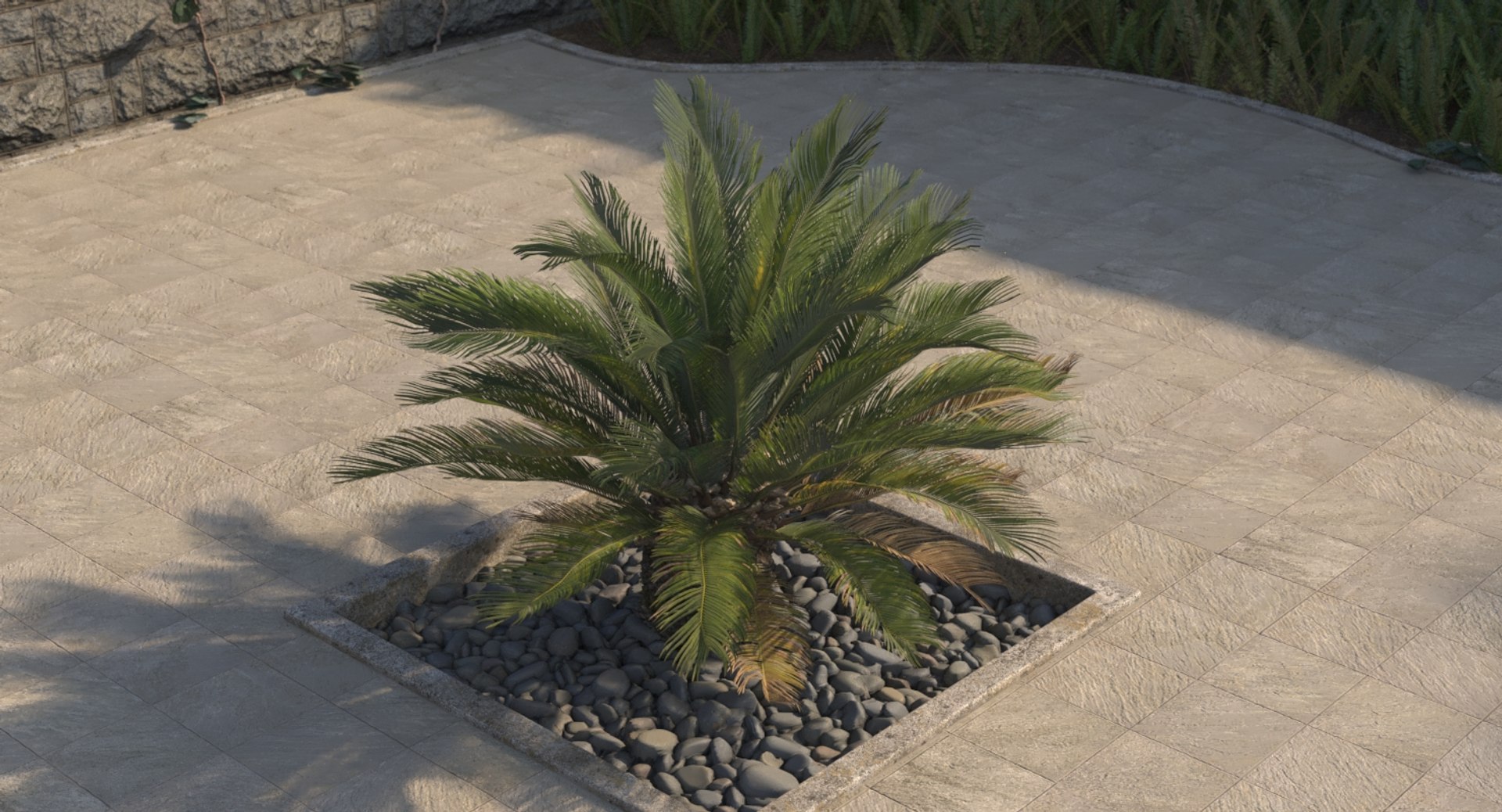 3D Model Scan Cycad Broodboom - TurboSquid 1387098