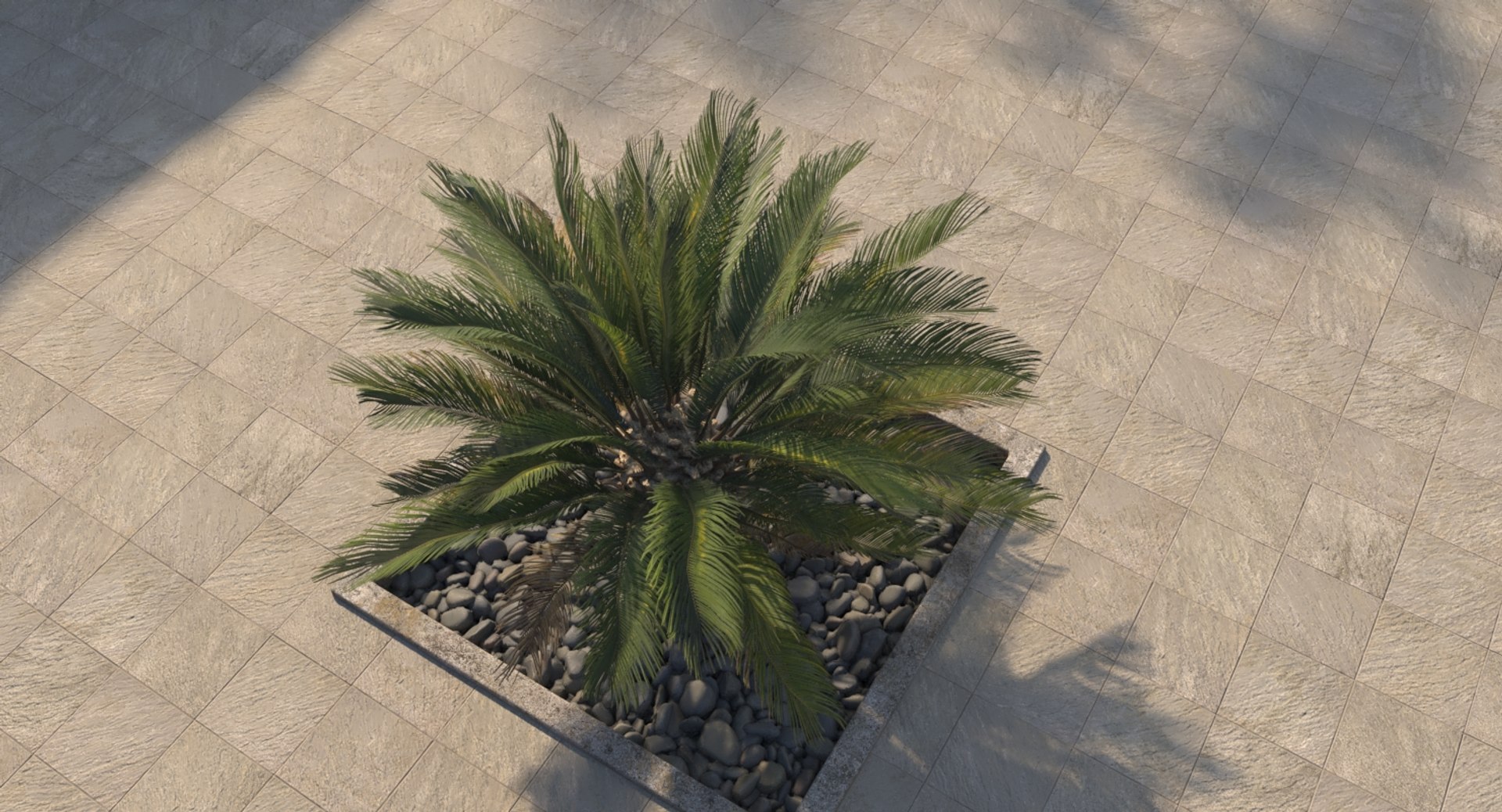 3D Model Scan Cycad Broodboom - TurboSquid 1387098