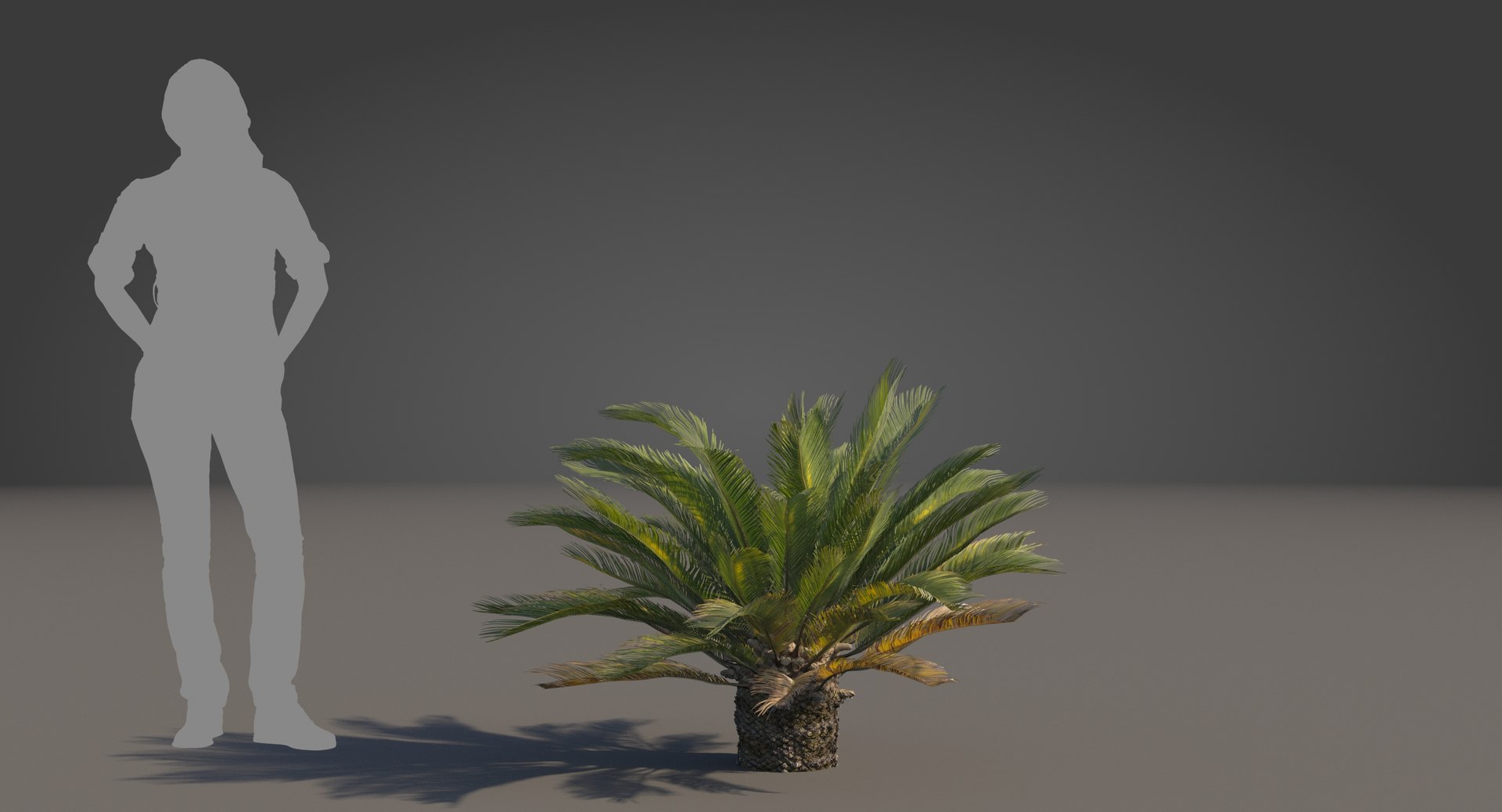 3D Model Scan Cycad Broodboom - TurboSquid 1387098