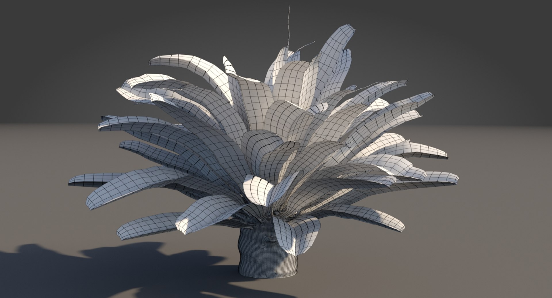 3D Model Scan Cycad Broodboom - TurboSquid 1387098
